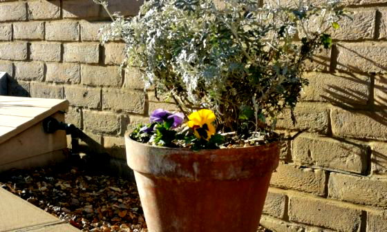 How to Grow Hypericum (2022 Propagation & Care Guide)