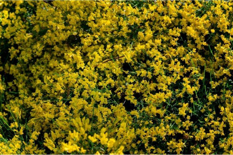21 Best Yellow Flowering Shrubs For Your Garden (2026 Guide)