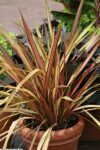 34 Evergreen Grasses for Pots | DIY Garden™