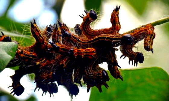 Box Caterpillar Treatment Guide (How to Identify & Get Rid)