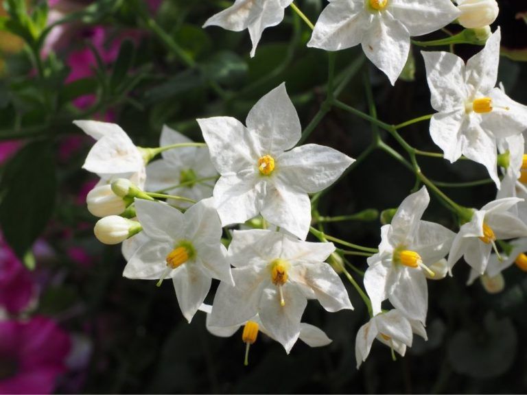 30 Fastest Growing Climbing Plants | DIY Garden™