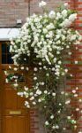 30 Fastest Growing Climbing Plants | DIY Garden™