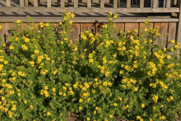 21 Best Yellow Flowering Shrubs For Your Garden (2025 Guide)