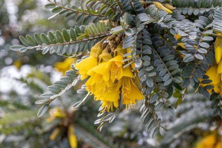 21 Best Yellow Flowering Shrubs For Your Garden (2026 Guide)