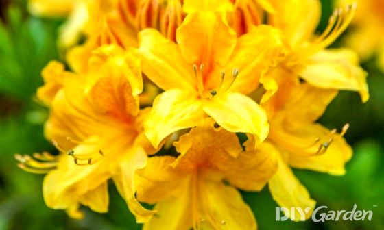 21 Best Yellow Flowering Shrubs For Your Garden (2025 Guide)