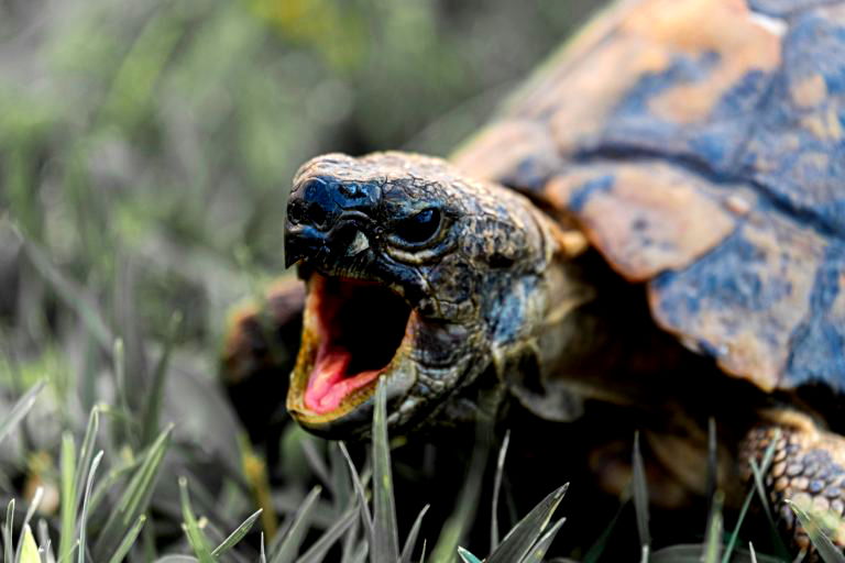 25 Spiky Plants, Hedges & Bushes (For Added Home Security)