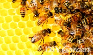 25 Latest Bee Population Decline Statistics & Facts (2023)