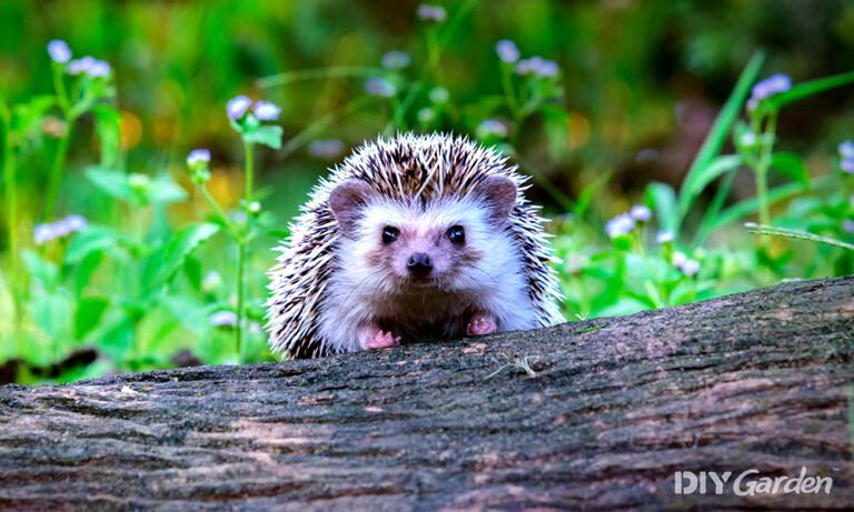 25 Latest Hedgehog Population Decline Statistics (2023 UK)
