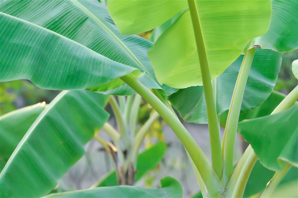 How to Grow a Banana Tree in the UK (11 Step Guide)