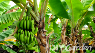 How to Grow a Banana Tree in the UK (11 Step Guide)