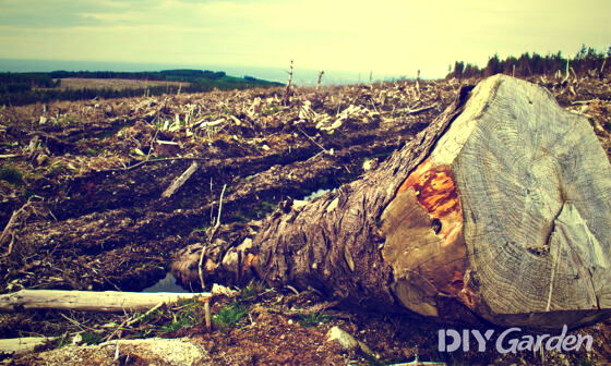 25 Latest Deforestation Statistics & Facts (2024)