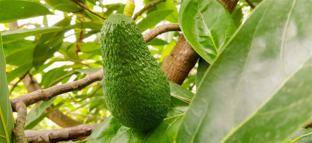 How to Grow an Avocado Tree Indoors (8 Step Guide)
