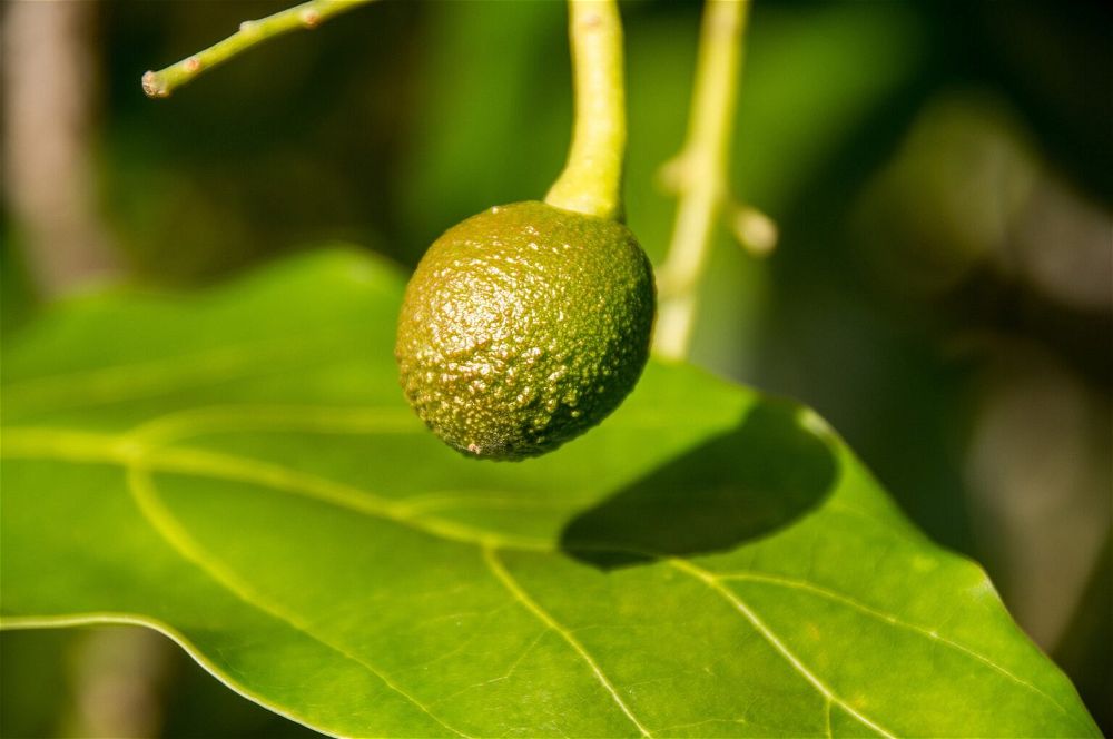 How to Grow an Avocado Tree Indoors (8 Step Guide)