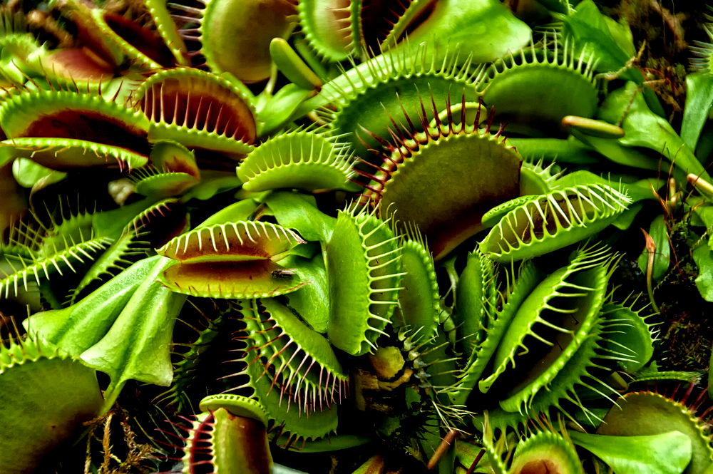 How to Grow Swedes From Seed at Home (2023 Harvest Guide)