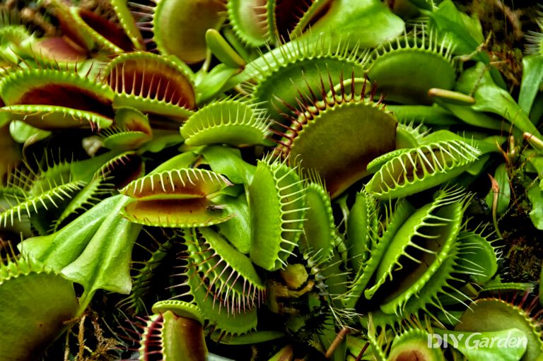 How to Make a Venus Fly Trap Grow Big (Home Grown Monster!)