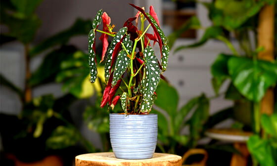 How to Grow Hypericum (2023 Propagation & Care Guide)