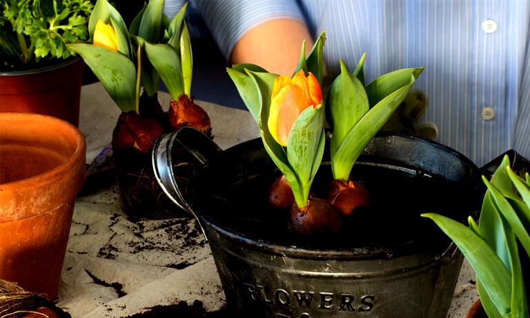 How to Grow Hypericum (2023 Propagation & Care Guide)