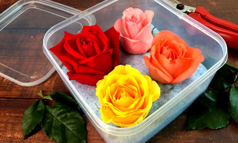 How to Grow Hypericum (2023 Propagation & Care Guide)