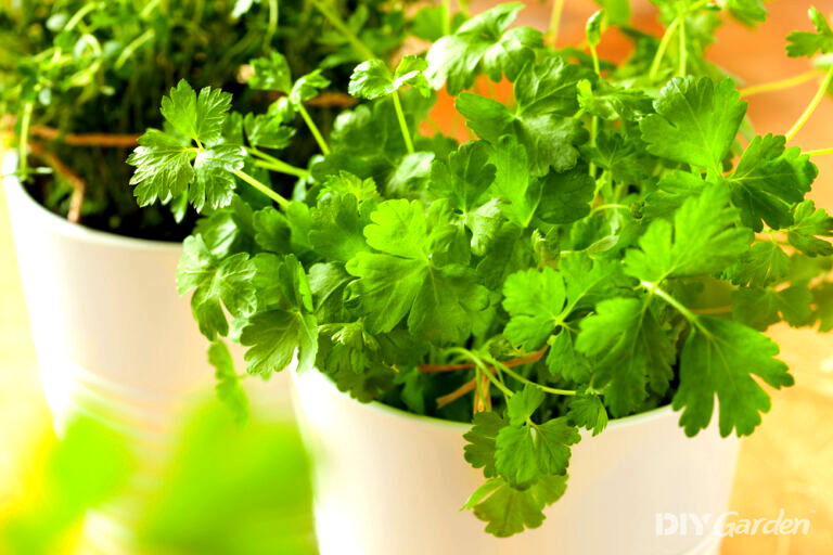 How to Grow Coriander in Pots | DIY Garden