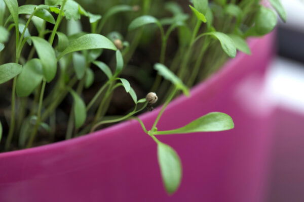How to Grow Coriander in Pots | DIY Garden