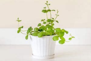 How to Grow Mint Indoors (The Ultimate Growing Guide 2026)