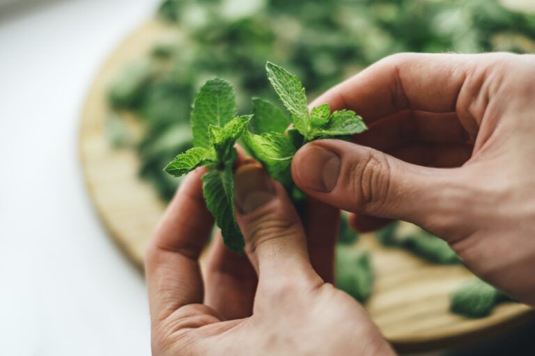 How to Grow Mint Indoors (The Ultimate Growing Guide 2026)