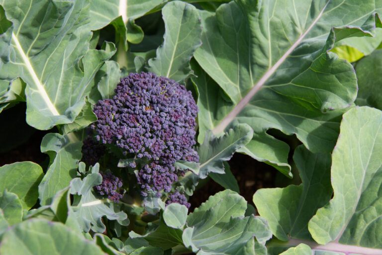 10 Fruit & Vegetables to Plant in May (2026)