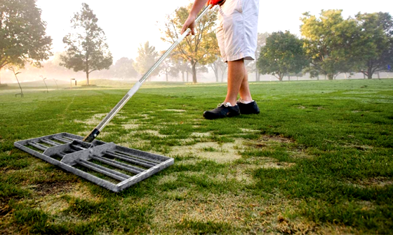 What is Lawn Sand – And Why You Should Use It! | DIY Garden™