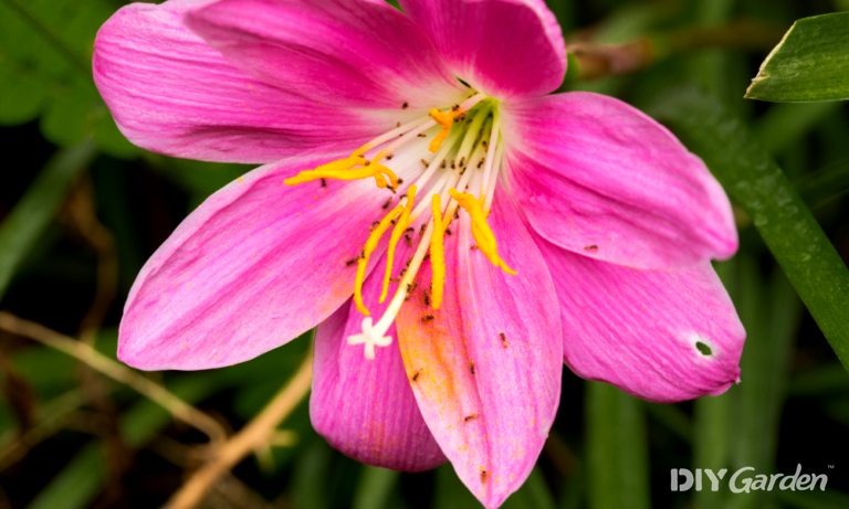 How to Get Rid of Ants in the Garden Naturally (For Good!)