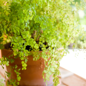 17 Best Plants for Shallow Pots (With Pictures)