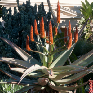17 Plants That Look Like Aloe Vera (But Aren't!)