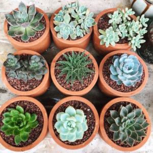 17 Best Plants for Shallow Pots (With Pictures)