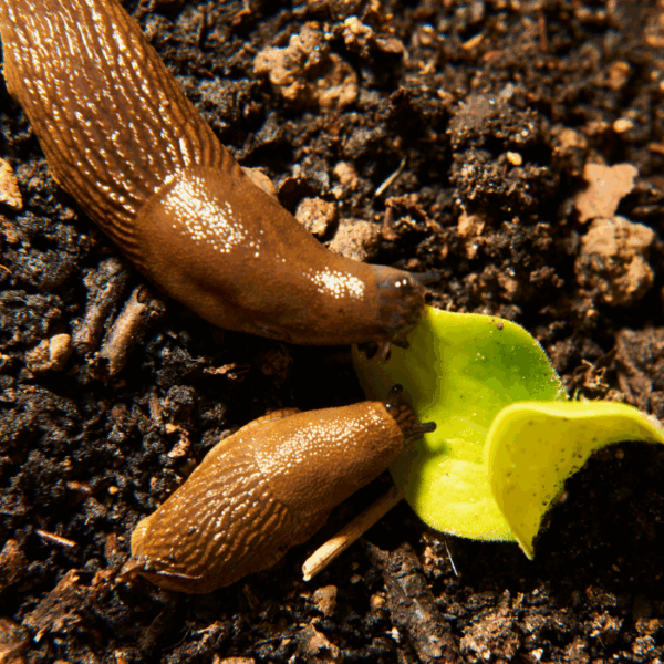 Are Slugs Good For Plants & Garden? (Expert Advice)
