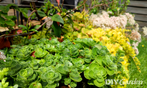 25 Best Dwarf Plants for Full Sun (To Brighten Your Garden)