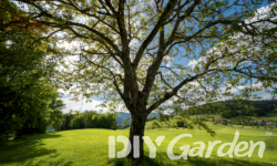 11 Different Types of Chestnut Trees (With Pictures)