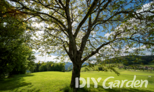 11 Different Types of Chestnut Trees (With Pictures)