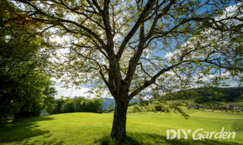 11 Different Types of Chestnut Trees (With Pictures)