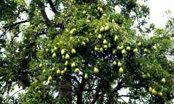 18 Different Types of Trees With Helicopter Seeds