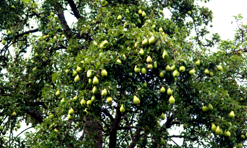 18 Different Types of Trees With Helicopter Seeds