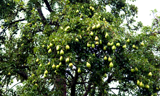 11 Different Types of Chestnut Trees (With Pictures)