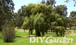 23 Types of Willow Trees (With Identification Pictures)