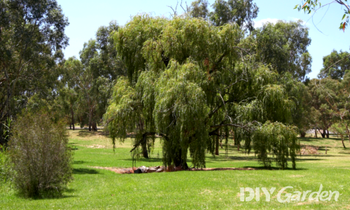 23 Types of Willow Trees (With Identification Pictures)