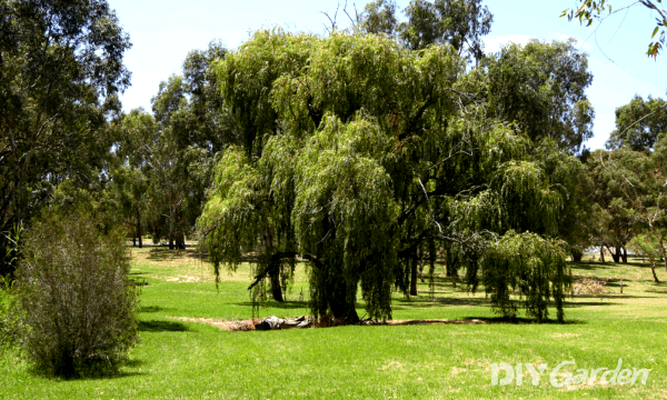 23 Types of Willow Trees (With Identification Pictures)