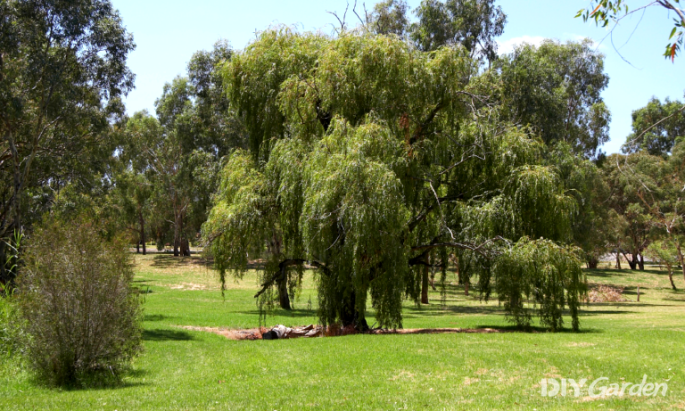 23 Types of Willow Trees (With Identification Pictures)