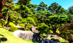 35 Types of Coniferous Trees (With Identification Pictures)