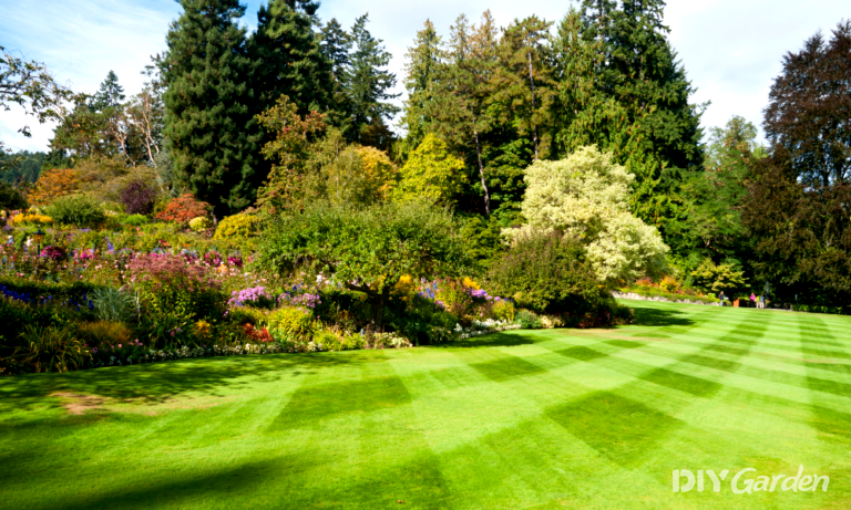 50 Different Types of Fruit Trees (With Pictures)