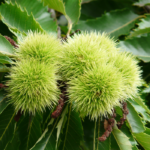 11 Different Types of Chestnut Trees (With Pictures)