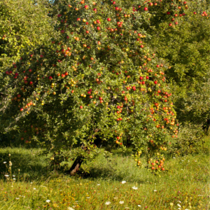 50 Different Types of Fruit Trees (With Pictures)