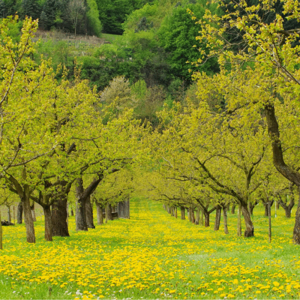 50 Different Types of Fruit Trees (With Pictures)