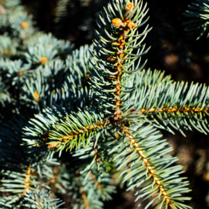 35 Types of Coniferous Trees (With Identification Pictures)